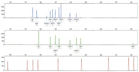 Electrophoregram Profile With The 13 Polymorphisms Genotyped The First