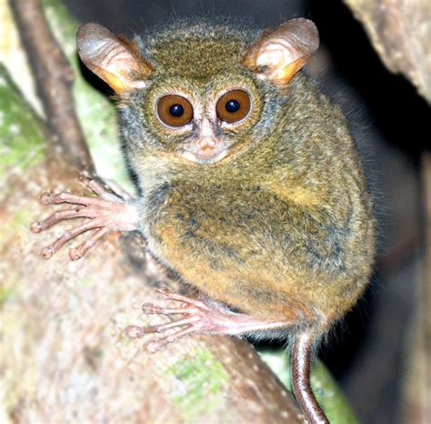 Spectral Tarsier
