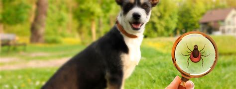 Prevención De Infestaciones De Pulgas En Mascotas Y Hogares Control De Plagas En Bilbao Y Vizcaya