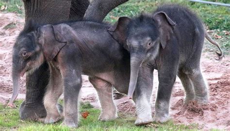 Miracle Asian Elephant Twins Are Born At A Us Wildlife Reserve And