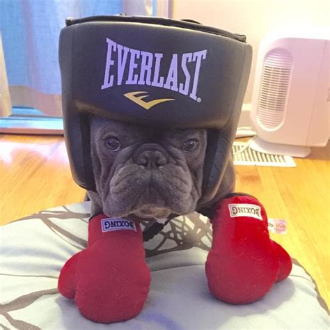 Интересни факти за породата Френски булдог