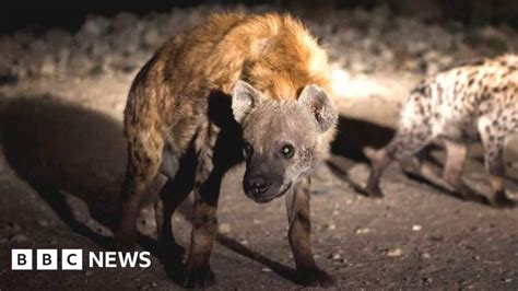 Ethiopia Civil War Hyenas Scavenge On Corpses As Tigray Forces Retreat