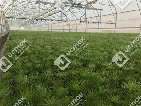 Промышленные и фермерские теплицы под ключ