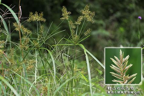 カヤツリグサ 野山の花たち 東北と関東甲信越の花