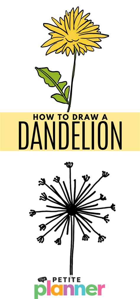 How To Draw A Dandelion Step By Step Directions