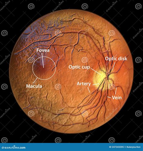 Normal Eye Retina 3d Illustration Stock Illustration Illustration Of Diseases Optic 247343205