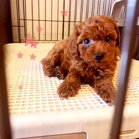 トイプードルの子犬、飼いはじめました！ トイプー子犬モカ☺︎初めて飼う日記