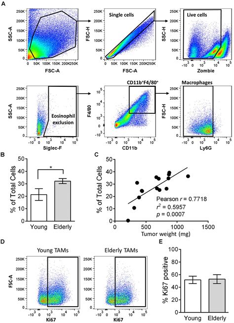 Frontiers Macrophage Depletion In Elderly Mice Improves Response To Tumor Immunotherapy