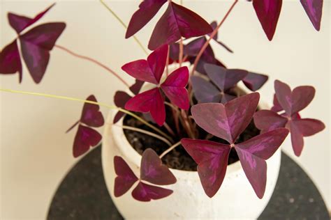 How To Grow And Care For Oxalis Trimmed Roots