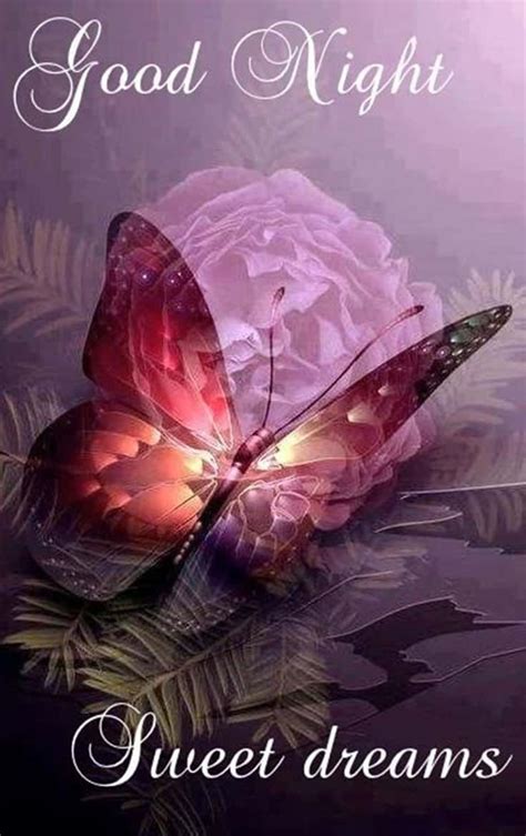 Good Night Sweet Dream Photo