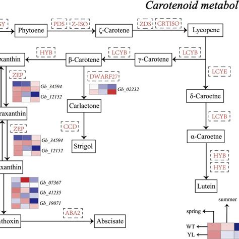 Expression Profiles Of Differently Expressed Genes Degs Involved In