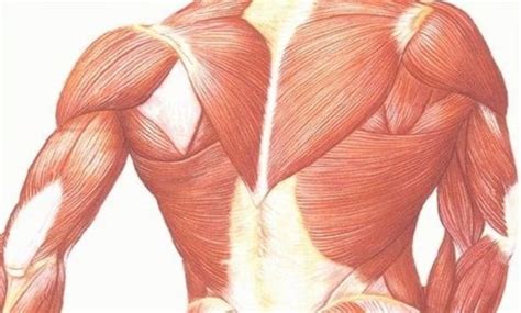 Прогресивна мускулна дистрофия Инвитро България