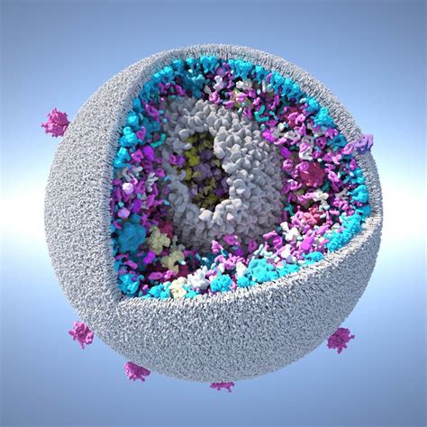 Visualizations Can Give Scientists Unprecedented Views Of Complex Biological Processes This