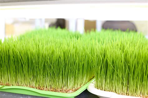 마이크로 녹지 실험실의 조명 램프 아래에서 싹이 튼 신선한 밀 잔디 Led 조명에 대한 스톡 사진 및 기타 이미지 Led 조명 건강한 생활방식 건강한 식생활 Istock