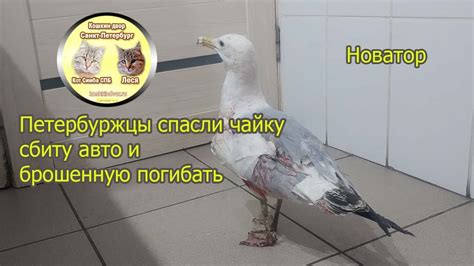 Как мы чайку спасали Youtube