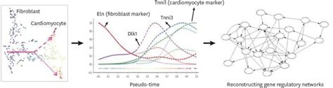 Pseudo Time Analysis Using Scrnaseq The Scrnaseq Are Obtained From Download Scientific Diagram
