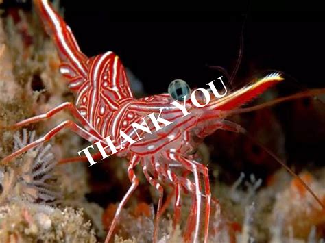 Sex Chromatin And Lyons Hypothesis And Bar Body Pptx