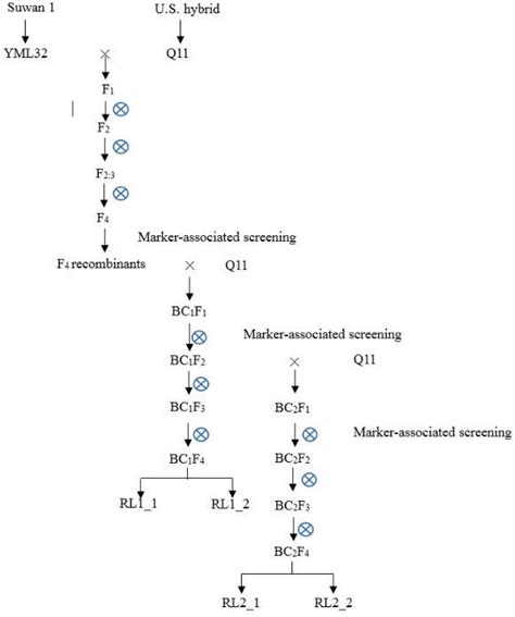 Procedure For Developing The Four Recombinant Inbred Lines From A Cross Download Scientific