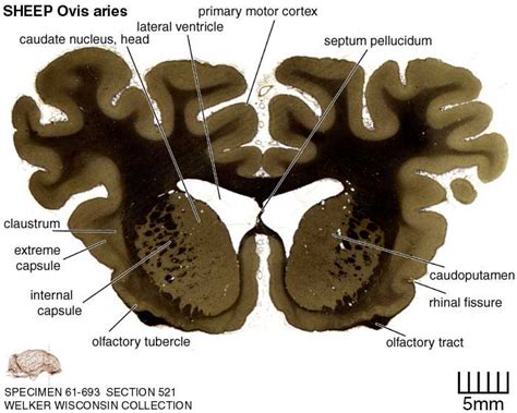 Atlas Of The Sheep Brain Section Image