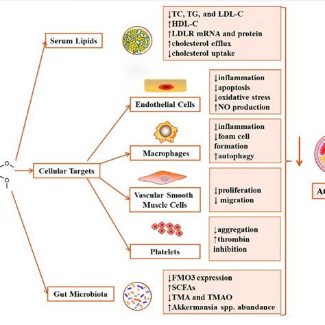 The Molecular Structure Of Berberine Download Scientific Diagram