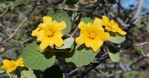 Plant Species — Sierra Club Of Hawaiʻi