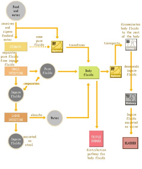 Qi Vital Engergy From A TCM Perspective
