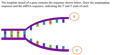 Answered The Template Strand Of A Gene Contains Bartleby