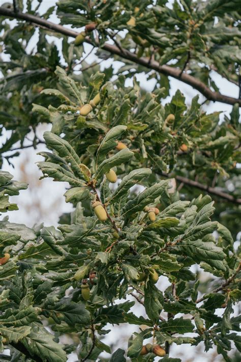 녹색 잎과 열매가있는 나무 사진 Unsplash의 무료 이미지