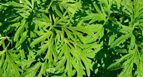 Artemisa Artemisia Annua La Planta Milenaria Con Poderosas