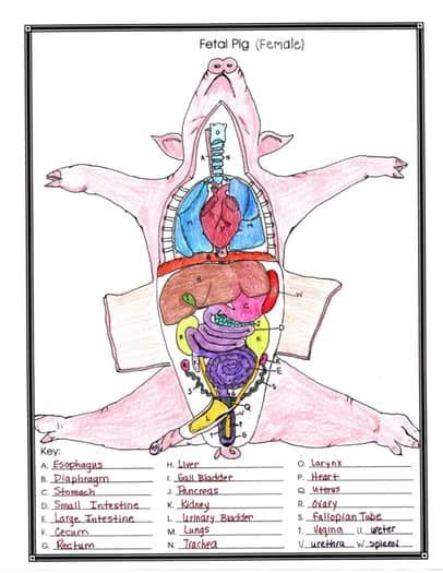 Fetal Pig Anatomy And Simulated Dissection Worksheet Female Pig