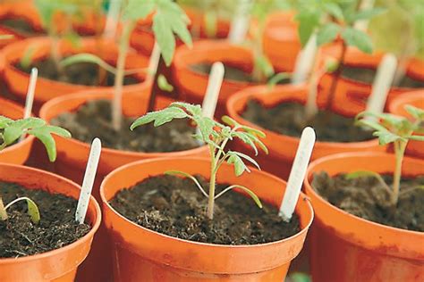 Какви мерки се предприемат при зеленчуците Български Фермер