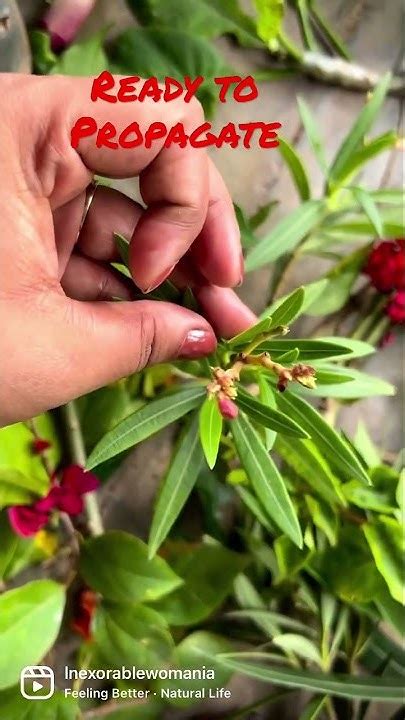 Yes ️going To Propagate All😱 Youtube