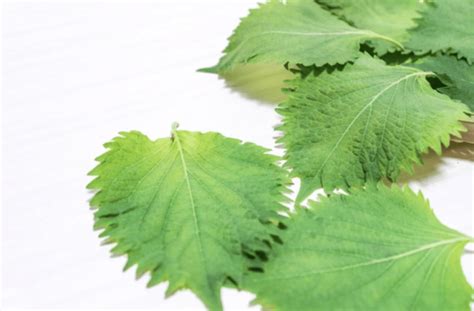 Delving Deep Into Shiso Leaves