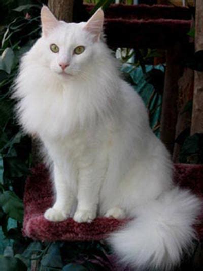 Conoce Tu Raza El Angora Turco Club Mascodín