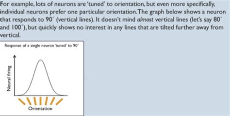 Visual Processing Flashcards Quizlet