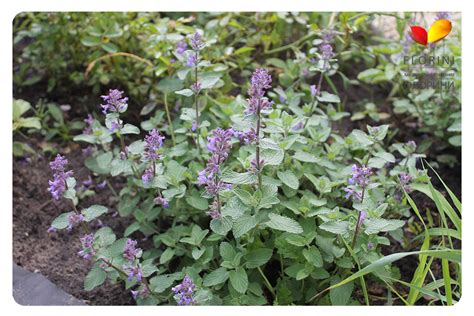 Купить Котовник Муссини Nepeta mussinij - в питомнике Флорини