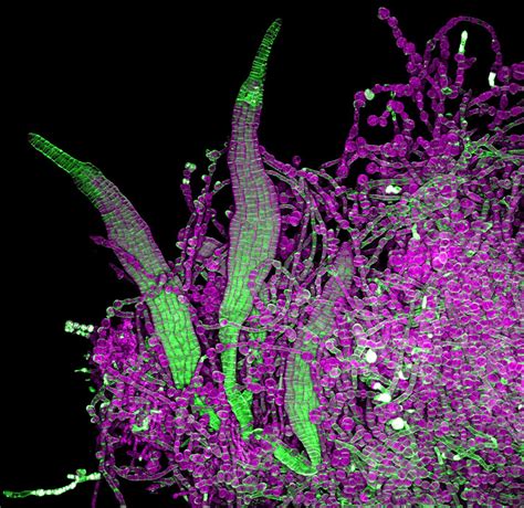 Laminaria Microscope