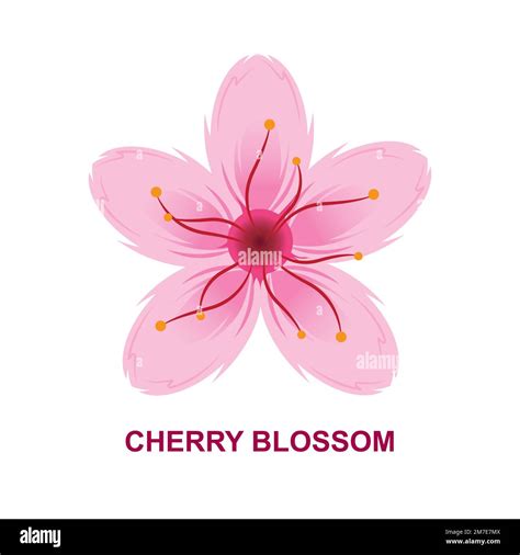 Cherry Blossom Vector Illustration Stock Vector Image And Art Alamy
