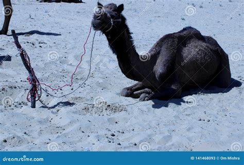 Desert Ship Camel Bikaner Rajasthan India Stock Image Image Of India Camel 141468093