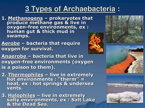 Ppt Bacteria Classifying Prokaryotes Powerpoint Presentation Free