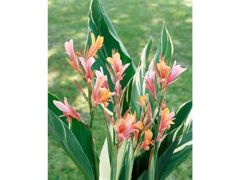 Dosna Stuttgart 1 Ks Jahodárna Brozany