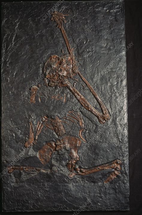 Oreopithecus Ape Fossil Stock Image E445 0144 Science Photo Library