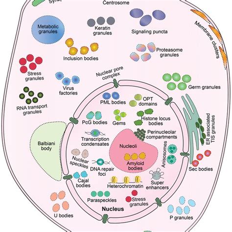 Representation And Characteristics Of Liquid Liquid Phase Separation Download Scientific