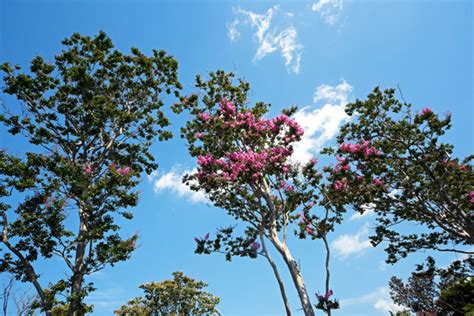 サルスベリ 百日紅木花 画像1 フリー写真素材 無料写真素材 花ざかりの森