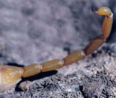 Learn About Scorpions Ask A Biologist