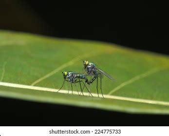 Sex Sting Images Stock Photos Vectors Shutterstock