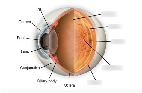 Parts Of An Eye Right Half Diagram Quizlet