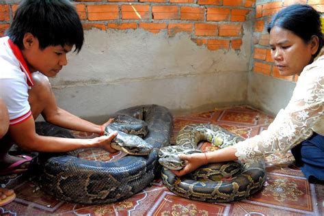 Pythons In Marriage Of Good Fortune