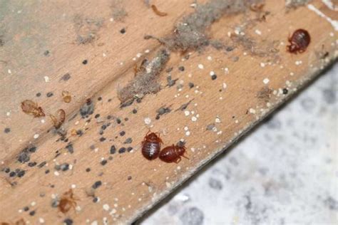 Small White Bugs That Look Like Dust Outdoor Pests