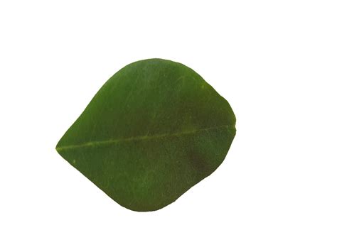 Marum0 Object Detection Dataset By King Mongkuts University Of